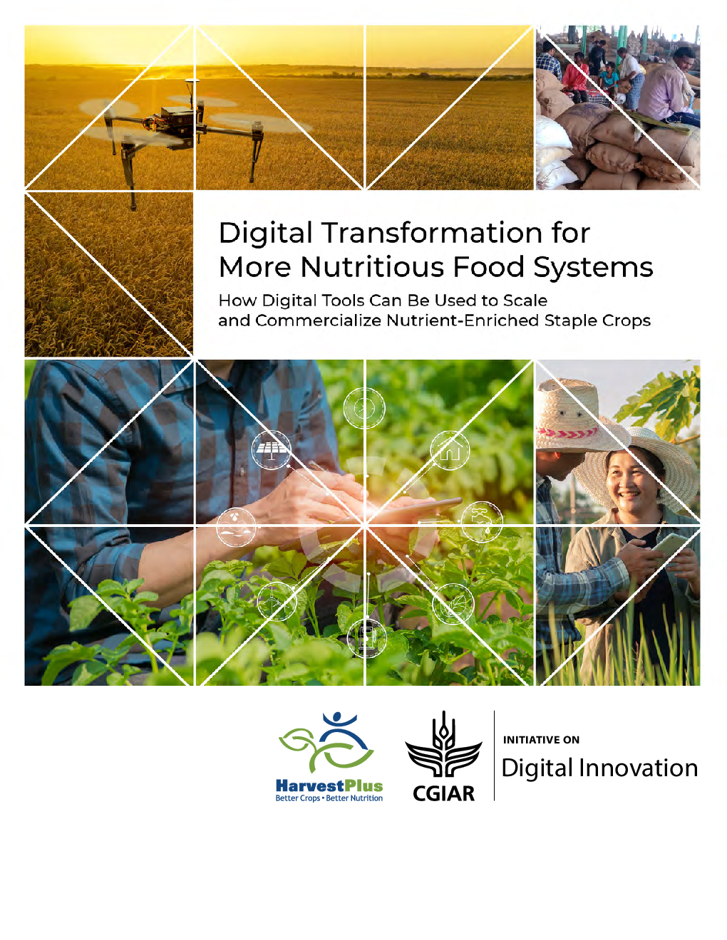 2023-02-03 - CGIAR 花***